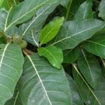 7 Manfaat Daun Awar-awar - Manfaat.co.id