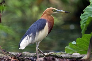 5 Manfaat Burung Blekok Untuk Dikonsumsi - Manfaat.co.id