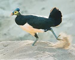 3 Manfaat Burung Maleo yang Terancam Punah dan Harus Dilestarikan ...