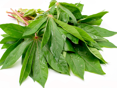 15 Manfaat Daun Ubi Kayu Yang Belum Diketahui - Manfaat.co.id