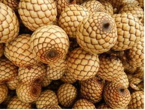 17 Manfaat Buah Rotan Pada Kesehatan - Manfaat.co.id