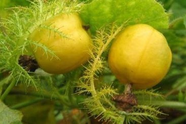 16 Manfaat Buah Rambusa untuk Kesehatan - Manfaat.co.id