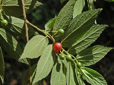 33 Manfaat Daun Gerseng Untuk Kesehatan dan Kulit Yang Luar Biasa ...