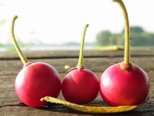 20 Manfaat Buah Talok Mencengangkan Sebagai Super Food - Manfaat.co.id