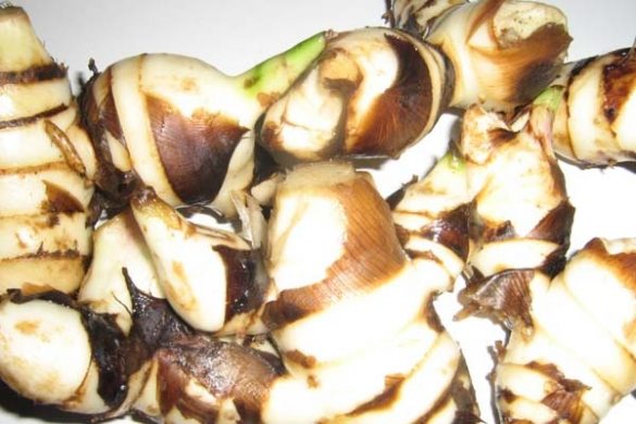 10. Manfaat Tumbuhan Ganyong - Manfaat.co.id